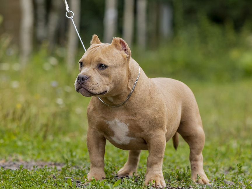 Американский булли микро дедочка