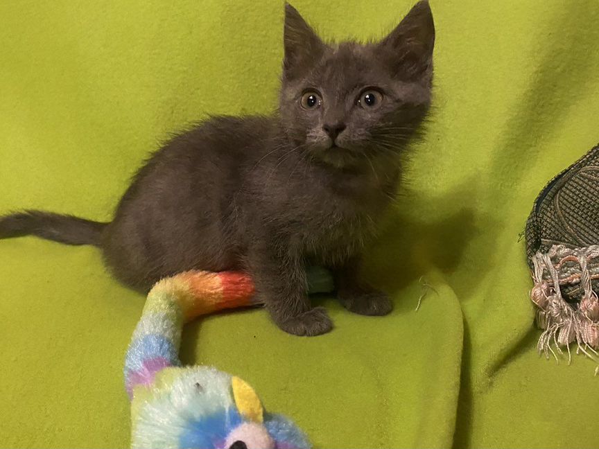 Котенок Смоки 2 месяца