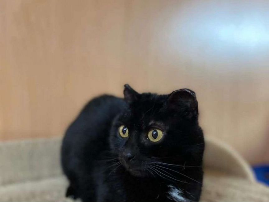 Кошка