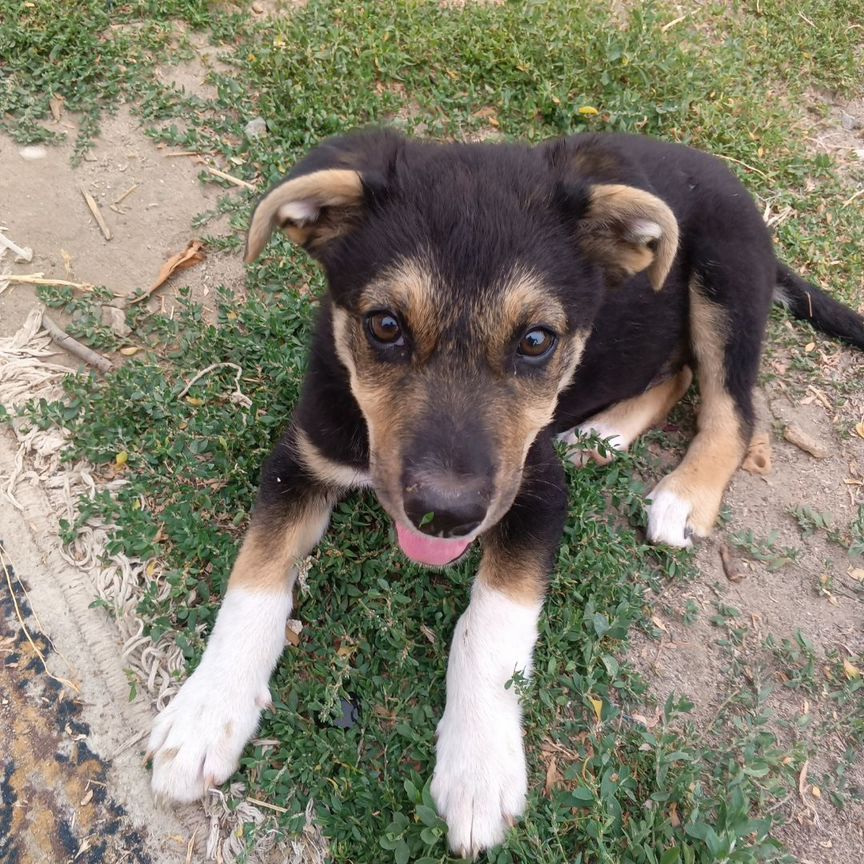 Отдам собачку в хорошие руки. Игривый мальчик