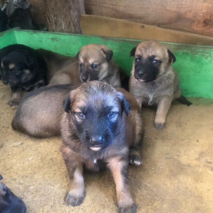 Бронирование щенков, овчарята