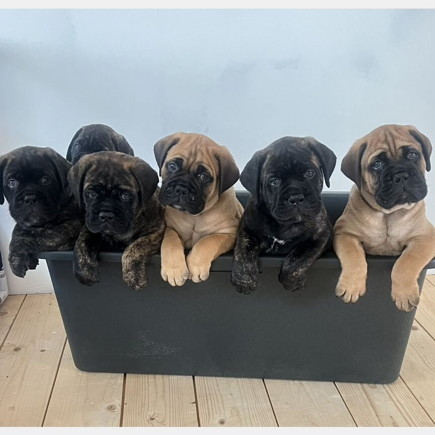 Щенки бульмастифа