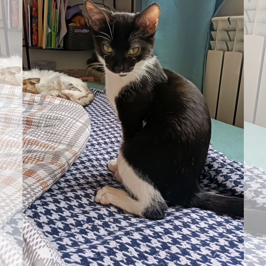 Котёнок в добрые руки