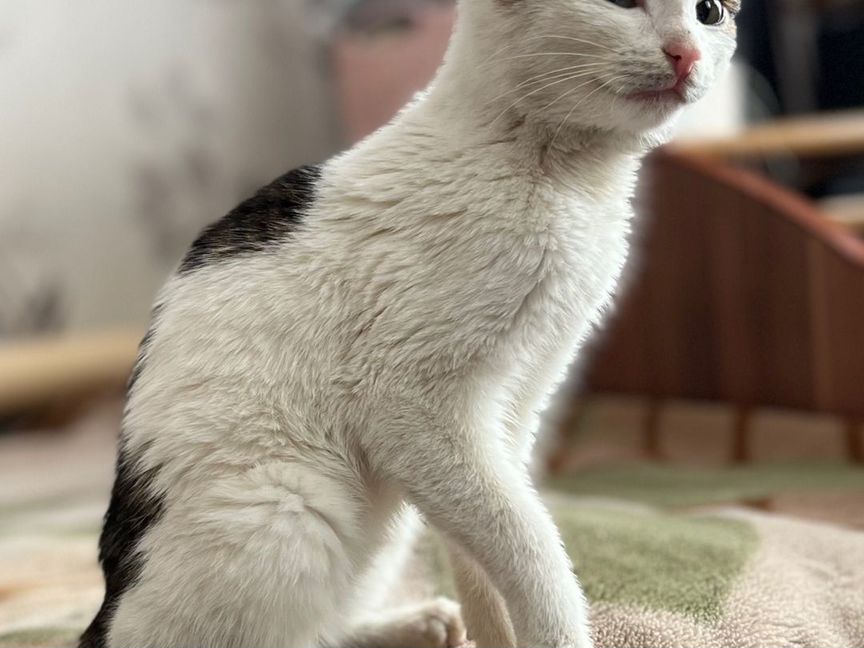 Котенок мальчик