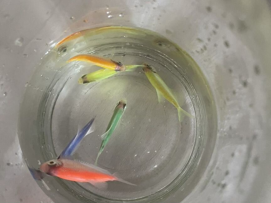 Аквариумные рыбки тернеции 6шт