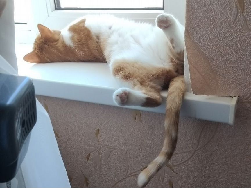 Кошки в добрые руки бесплатно