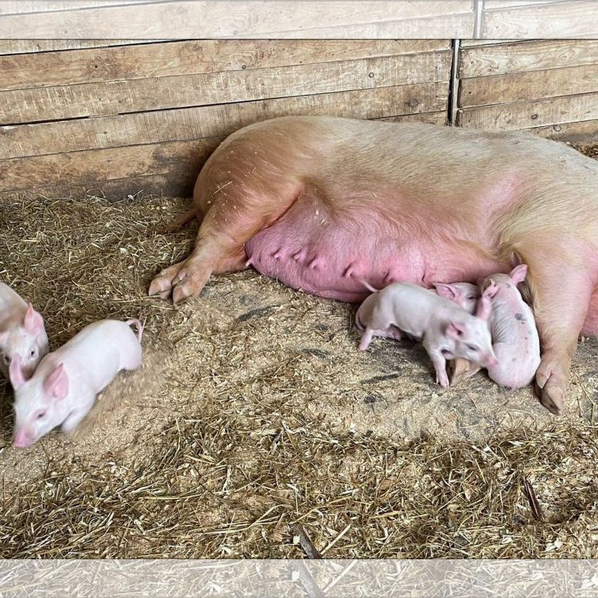 Поросята, продажа