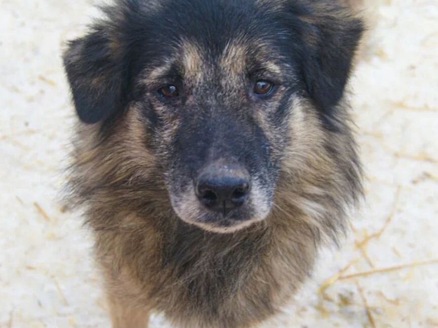 Собаки старички из приюта Некрасовка