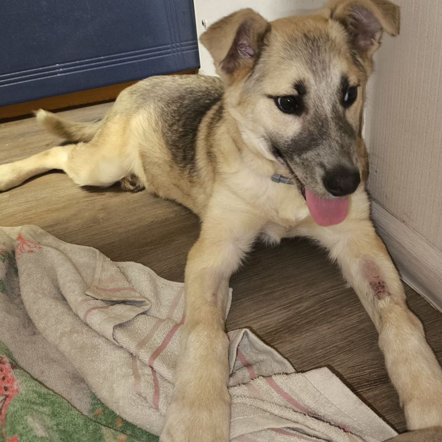 Щенок в добрые руки