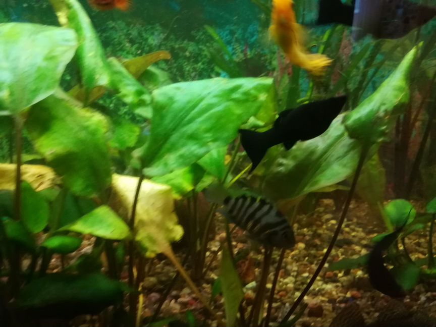 Цернополосая цихлида молодая самка