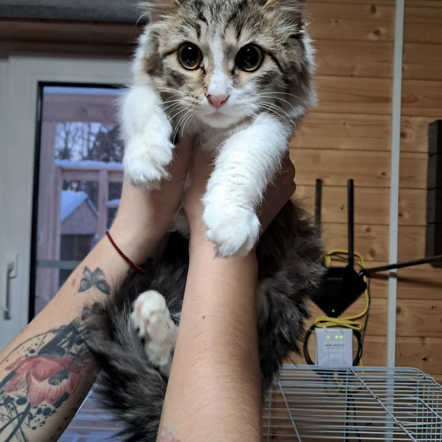 Котенок бесплатно
