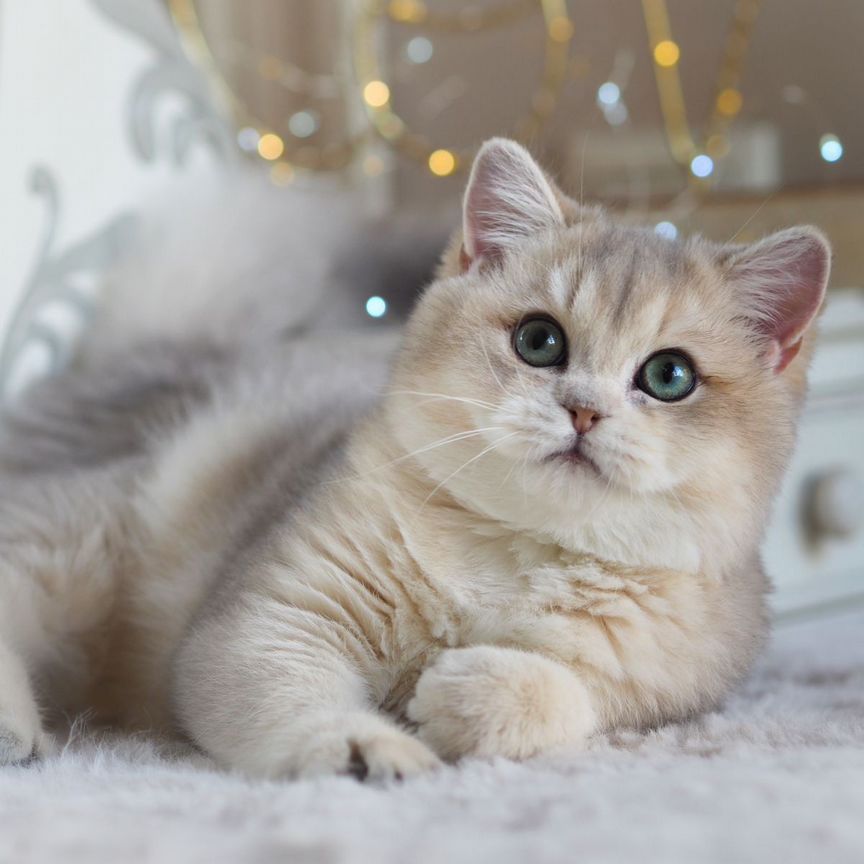 Шикарная британочка