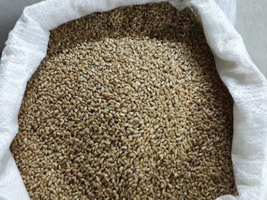 Пшеница, ячмень, овес