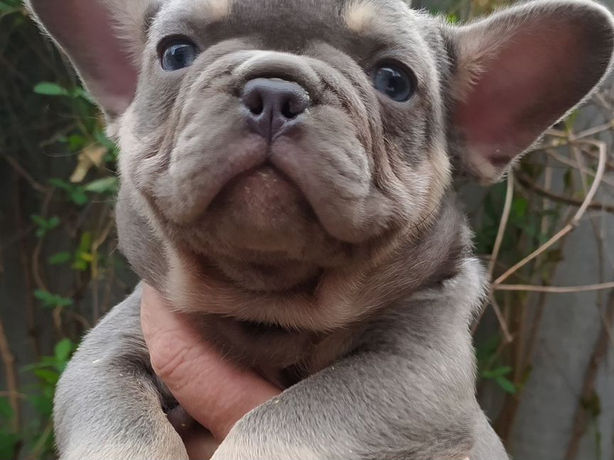 Французские мини мальчики