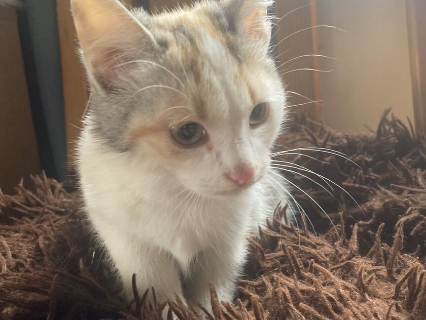 Котенок в добрве руки