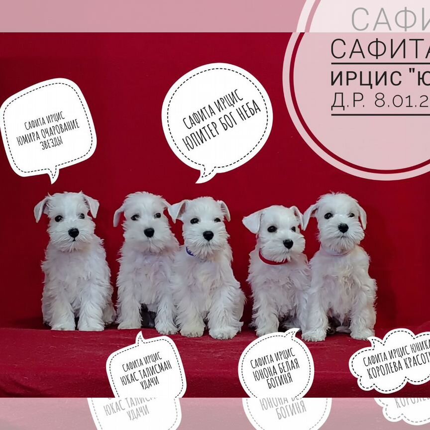 Цвергшнауцер, щенок