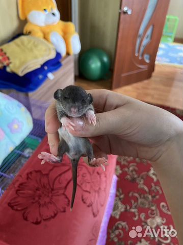 Крысята бесплатно