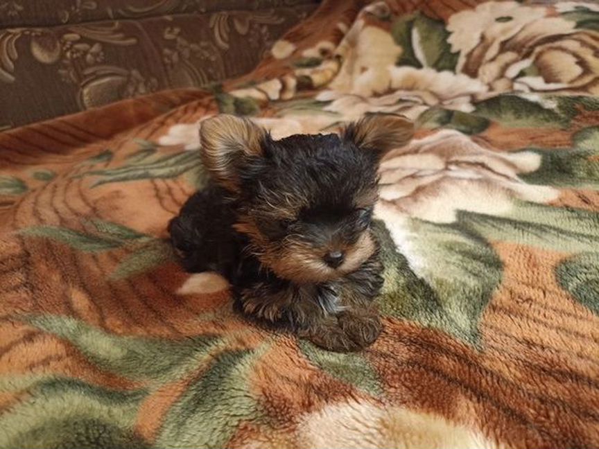 Йоркширский терьер щенки