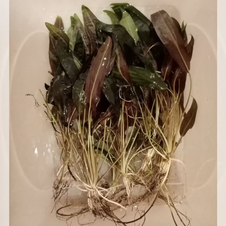 Криптокарина Родственная