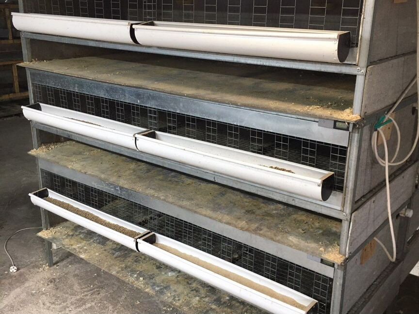 Клетка (брудер)