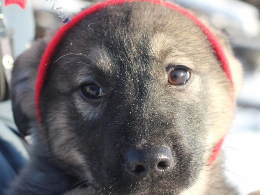 Щенки в добрые руки