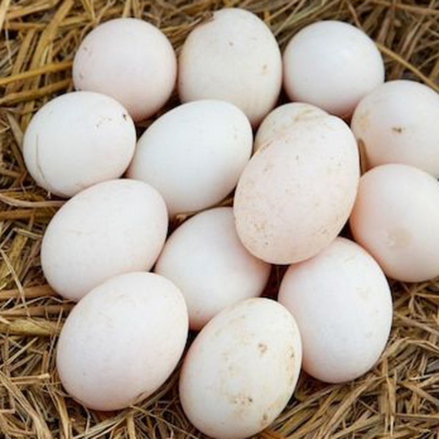 Инкубационное яйцо индоутки