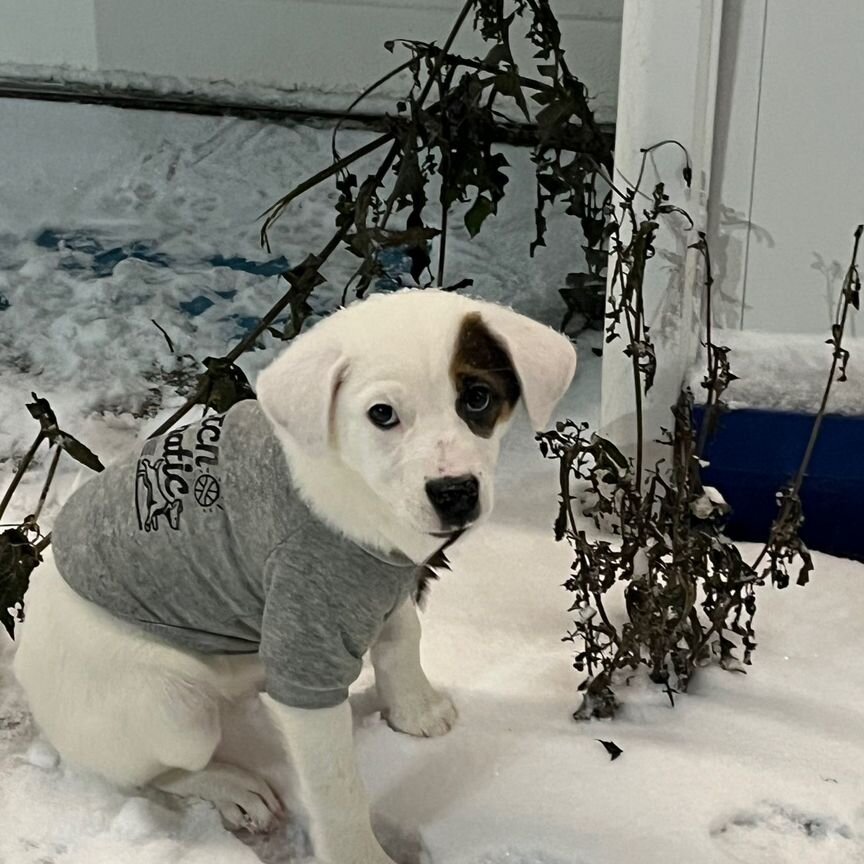 Английский той-терьер, щенок