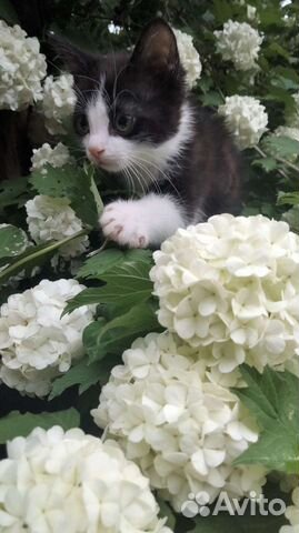 Чёрно-белые котята от домашней кошки