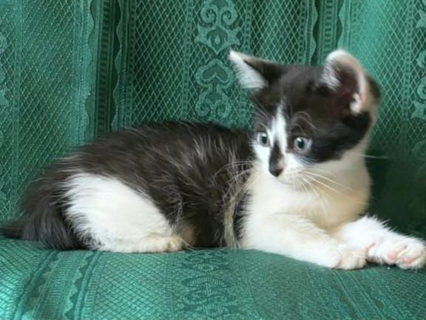Очаровательный котенок Пиксель, 1.5 месяца
