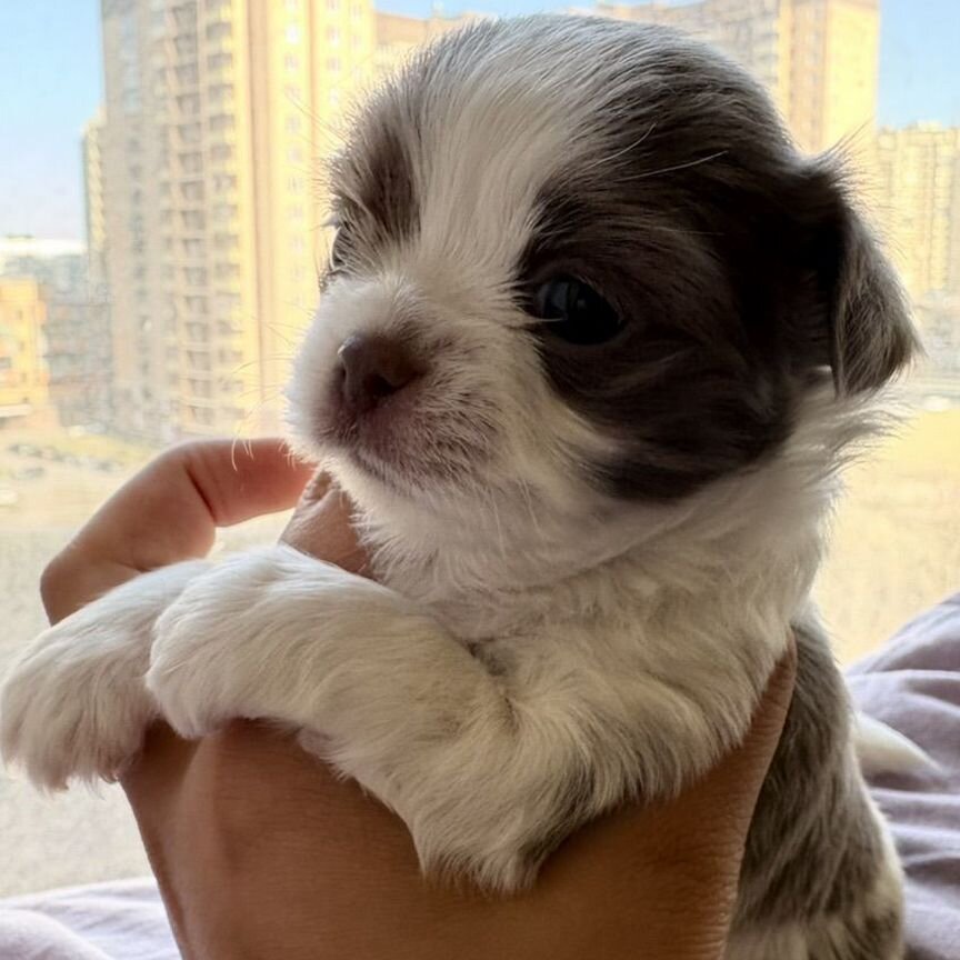 Чихуахуа, щенок