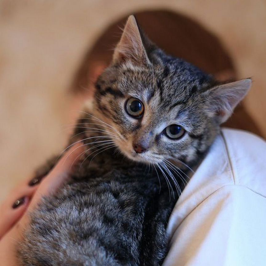 Кошечка маленький манул 3 месяца