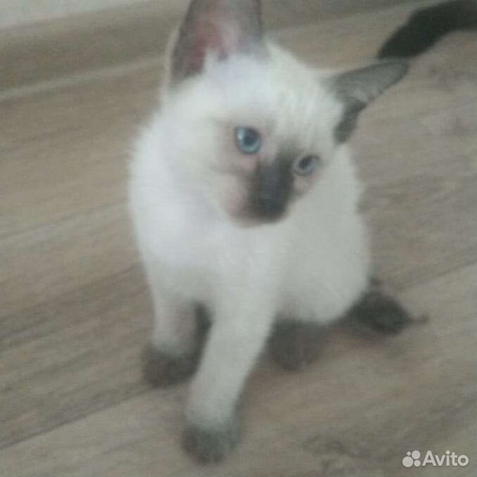 Мегконский бобтейл котёнок