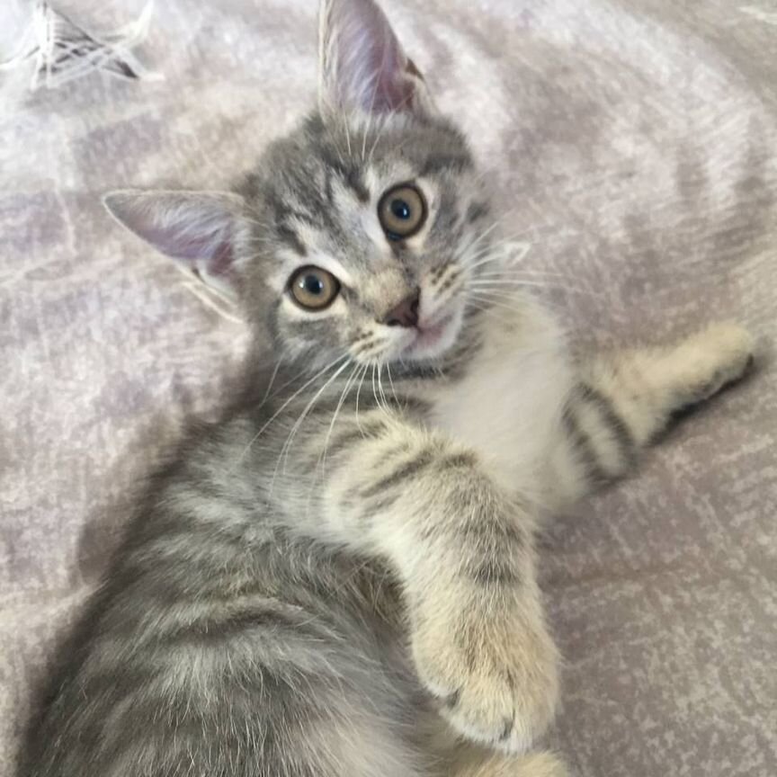 Котята в поисках дома