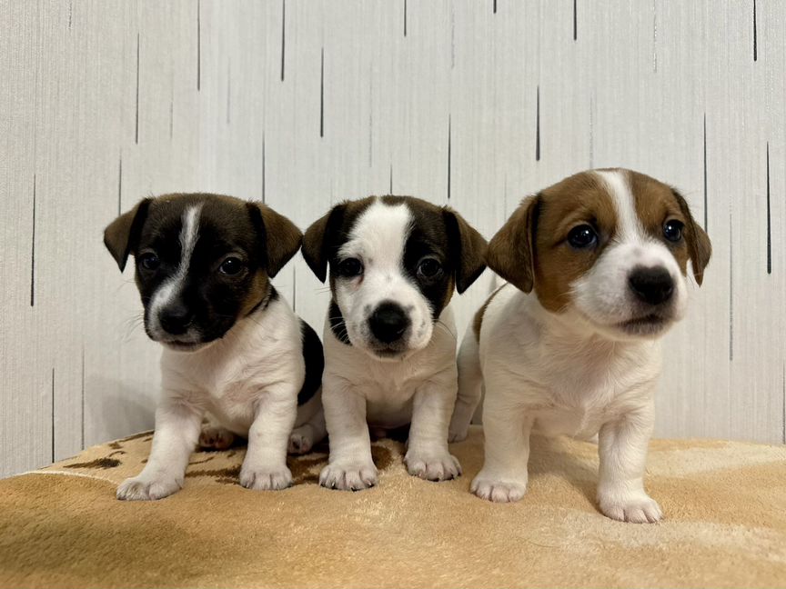 Щеночки джек рассел терьера