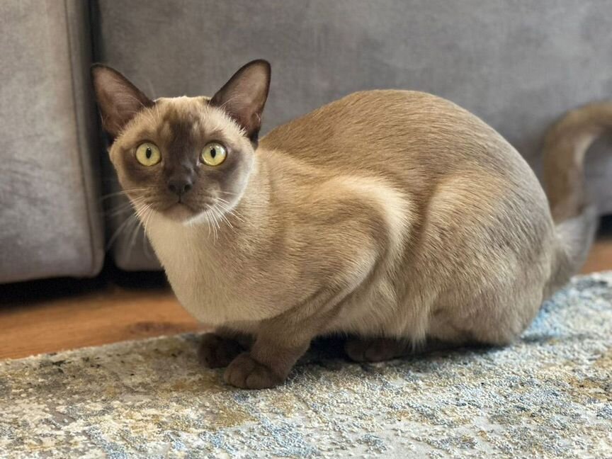 Бурманская кошка