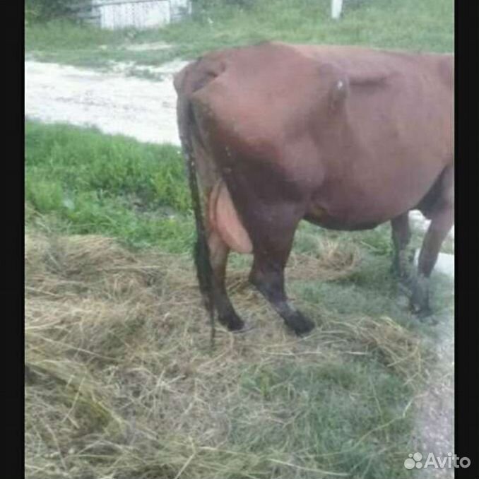 Корова дойная
