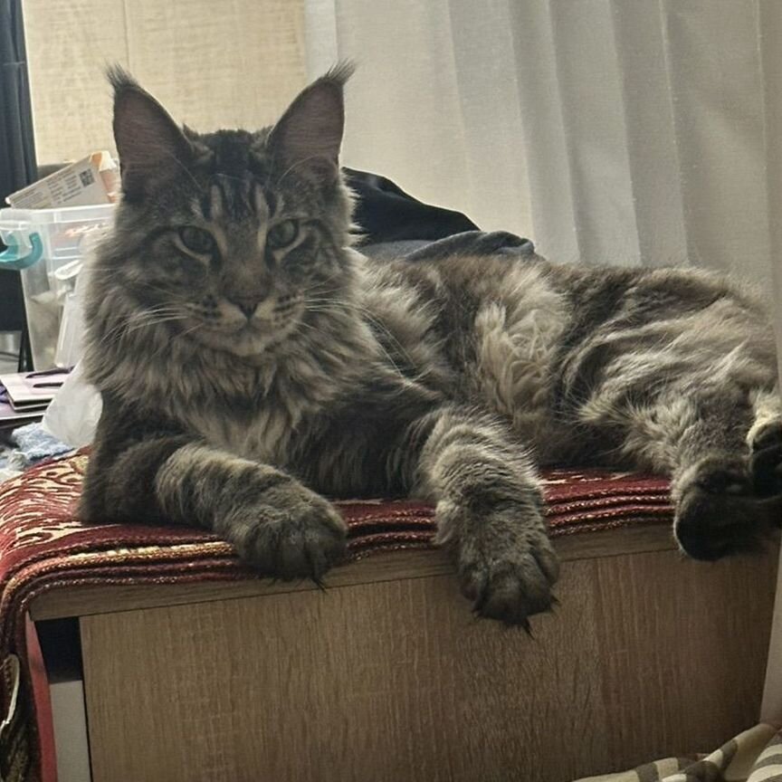 Мейн-кун котёнок