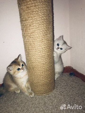 Клубные котята