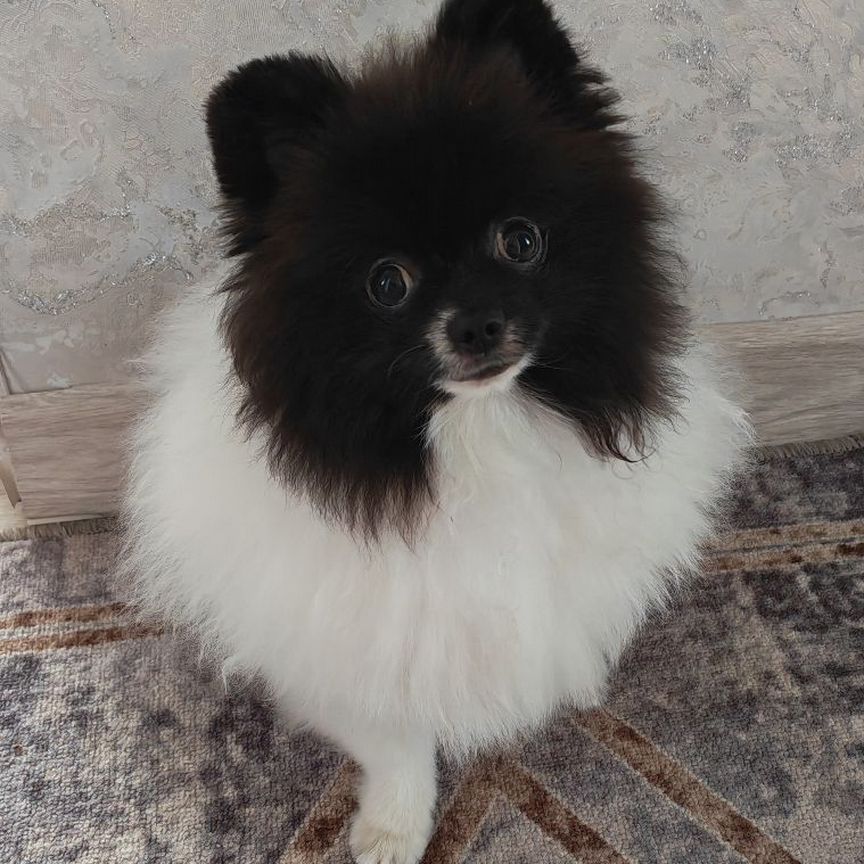 Померанский шпиц, щенок