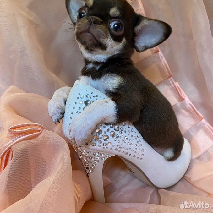 Неземной красоты мини куколки чихуахуа