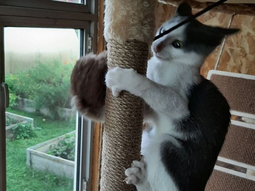 Модник Степа ждёт любящих родителей