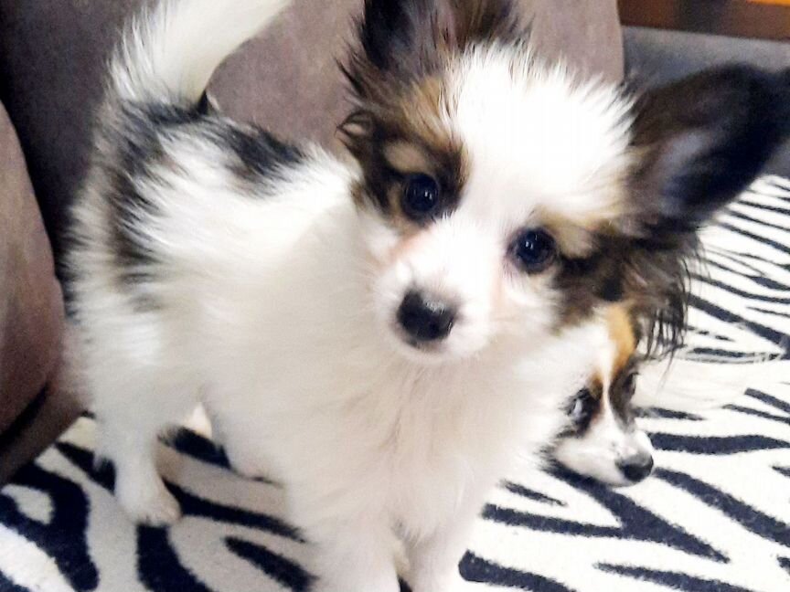 Щенки папийона