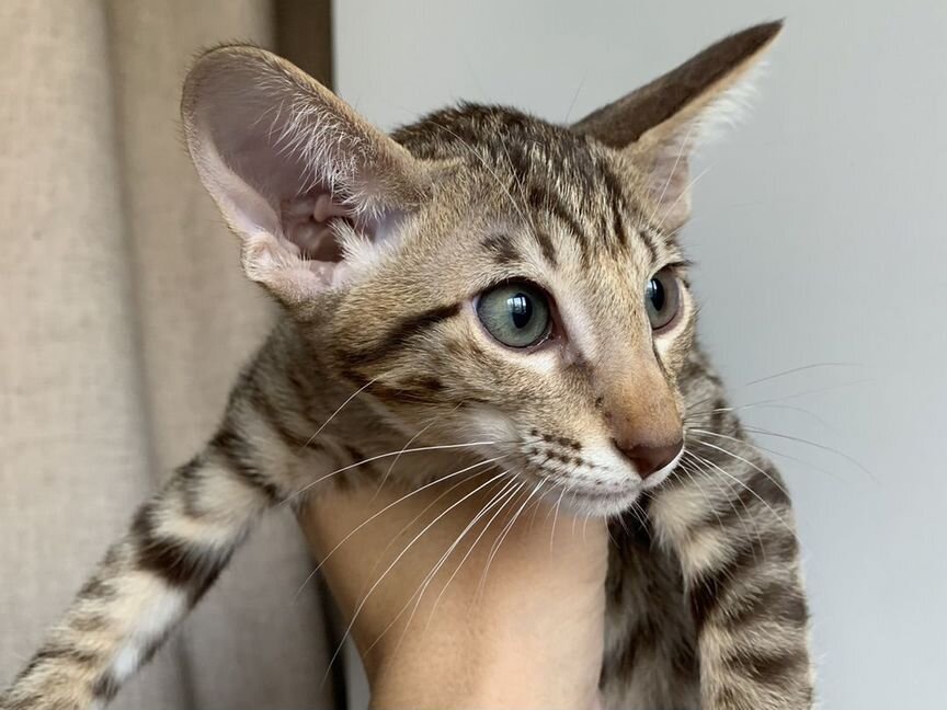 Ориентальная