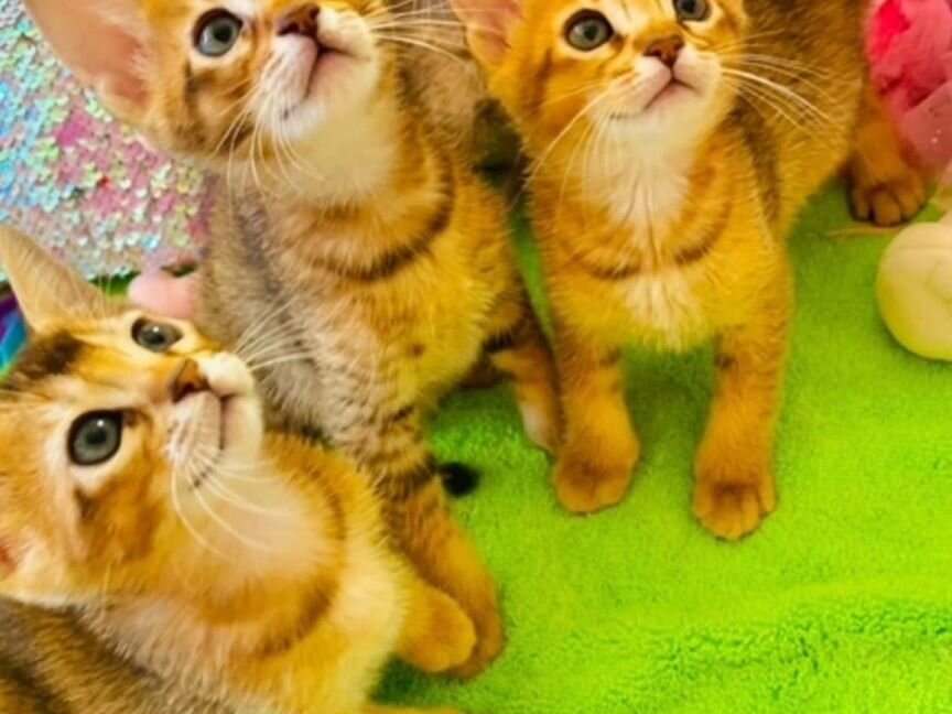 Котята
