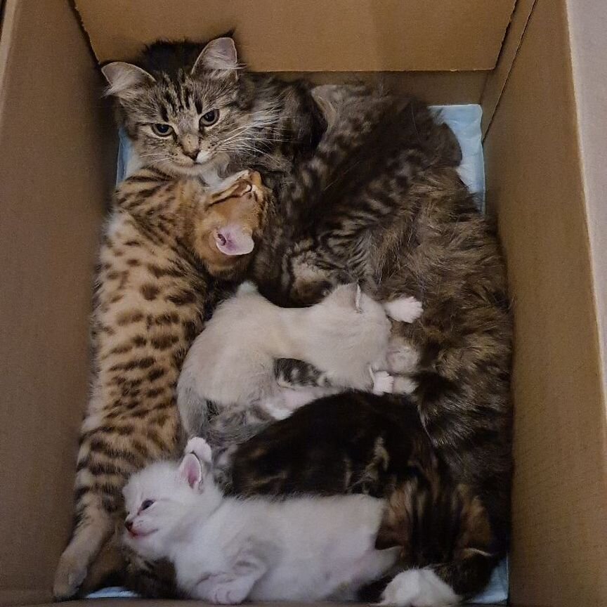 Котята 1 мес