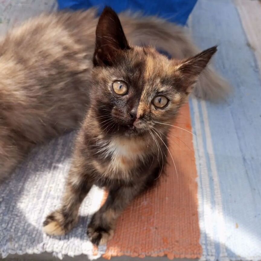 Сибирский котёнок
