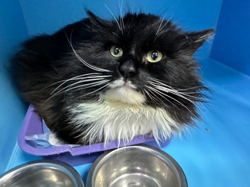 Ласковый кот в добрые руки