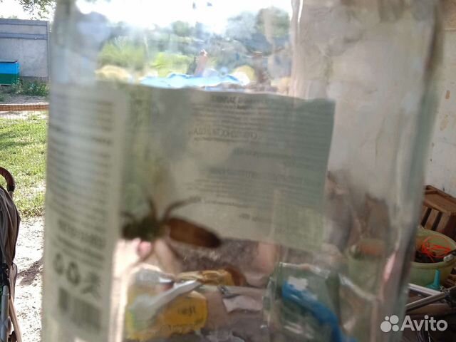 Пчеломатки карпатка