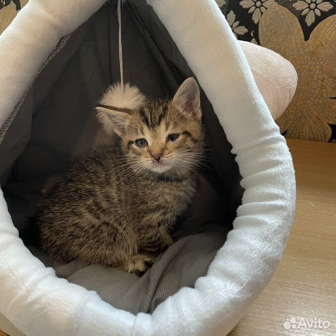 Девочка котенок трехцветка