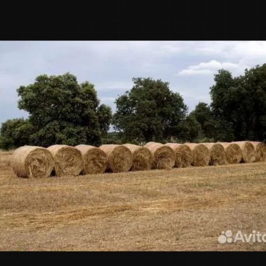 Сено в тюках